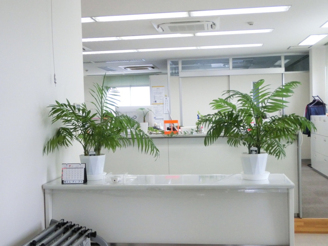 我が社の植物たち🌴 | めっき・金属表面処理パートナー エム.ティ.アイ MTI｜福島県郡山市